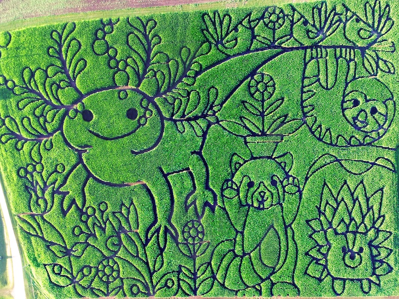 Home – Treinen Farm Corn Maze & Pumpkin Patch