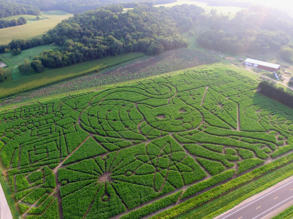 2024 Axolotl Corn Maze | Corn Mazes Near Madison, WI