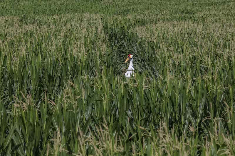 2019 Crane Dance Corn Maze | Treinen Farm | Lodi, Wisconsin