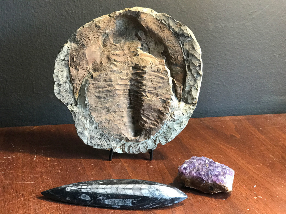 2017 Corn Maze – Trilobite Cabinet of Curiosities – WI Corn Maze