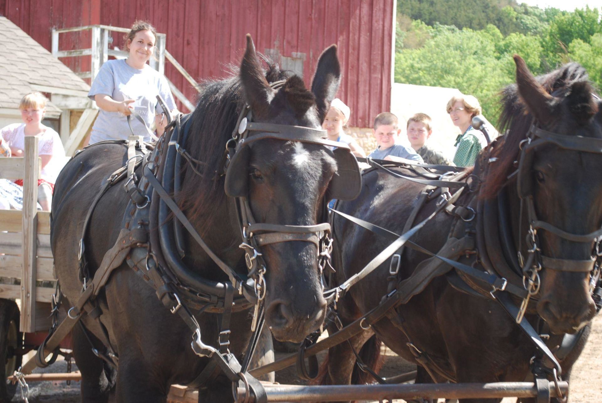 2001 Maze - Horse and Cart | Treinen Farm