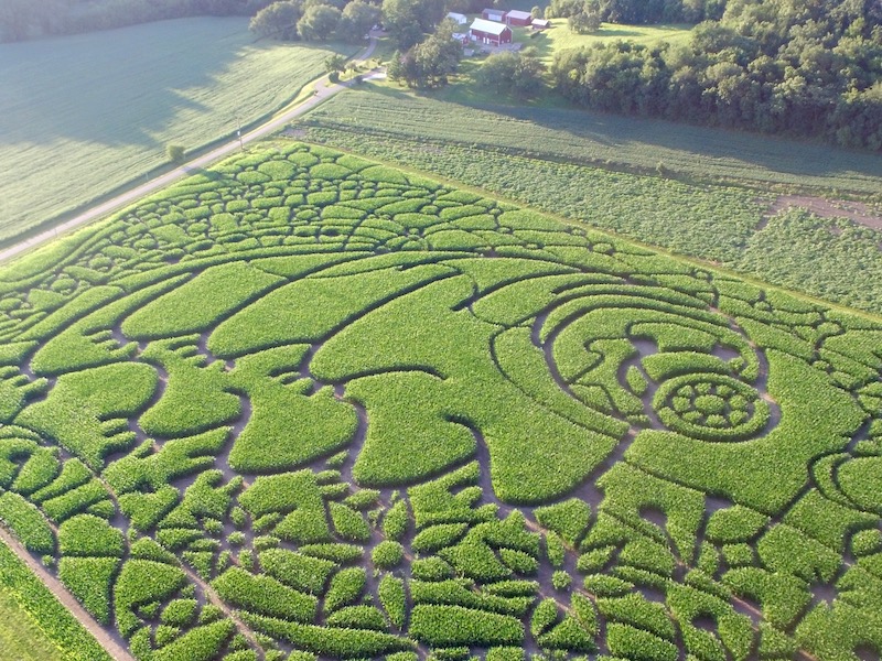 Field Trips – Treinen Farm Corn Maze & Pumpkin Patch