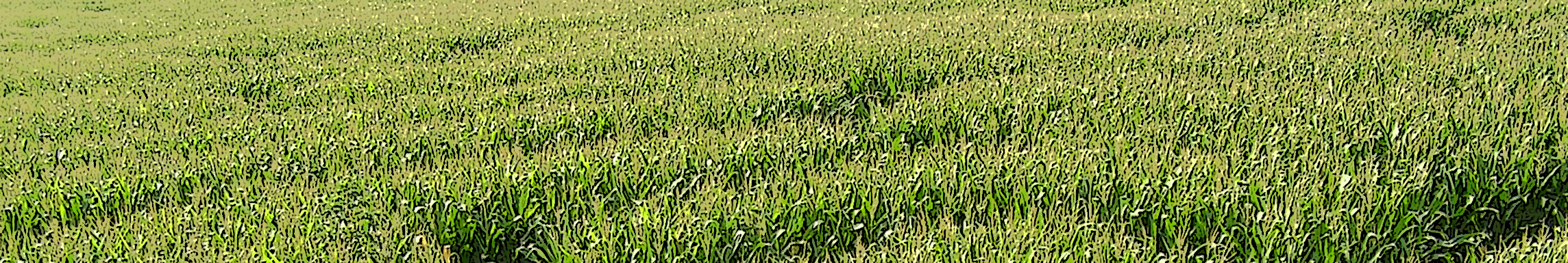 wide-corn-2-stylized – Treinen Farm Corn Maze & Pumpkin Patch