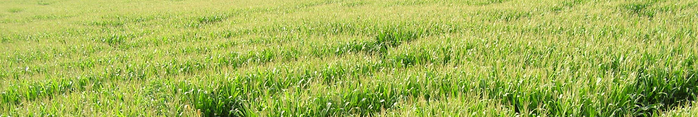 wide-corn-2 – Treinen Farm Corn Maze & Pumpkin Patch